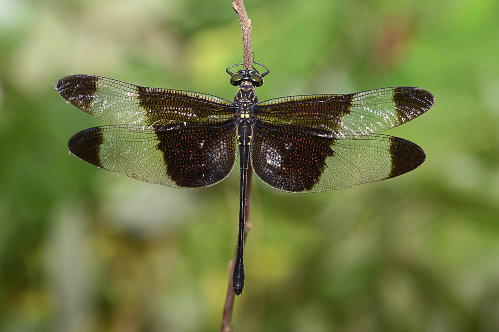 IDF-Report - International Dragonfly Fund (IDF)