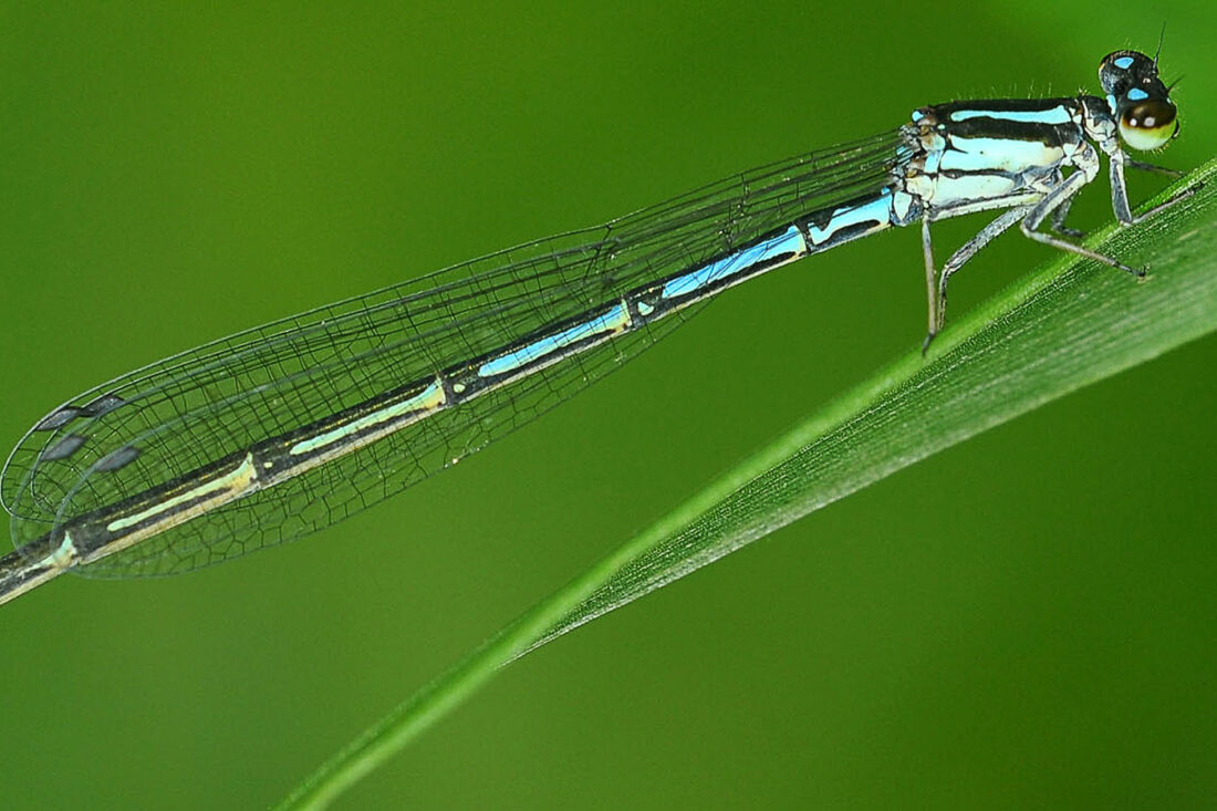 IDF-Report - International Dragonfly Fund (IDF)